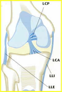 Genou - opération - orthopédie - Dr Thierry VERJUX - ortho savoie